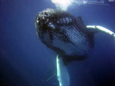 mobile-whales-humpback